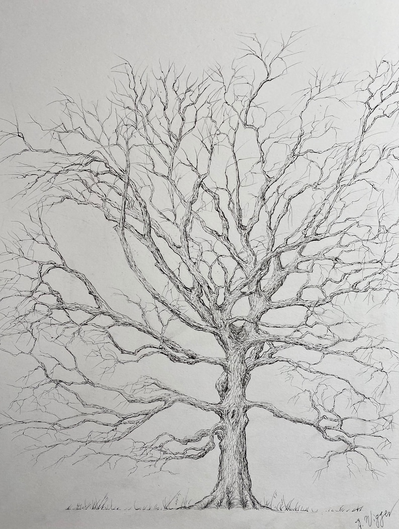 Bur Oak (quercus Macrocarpa), 11X14 Botanical Art - Etsy
