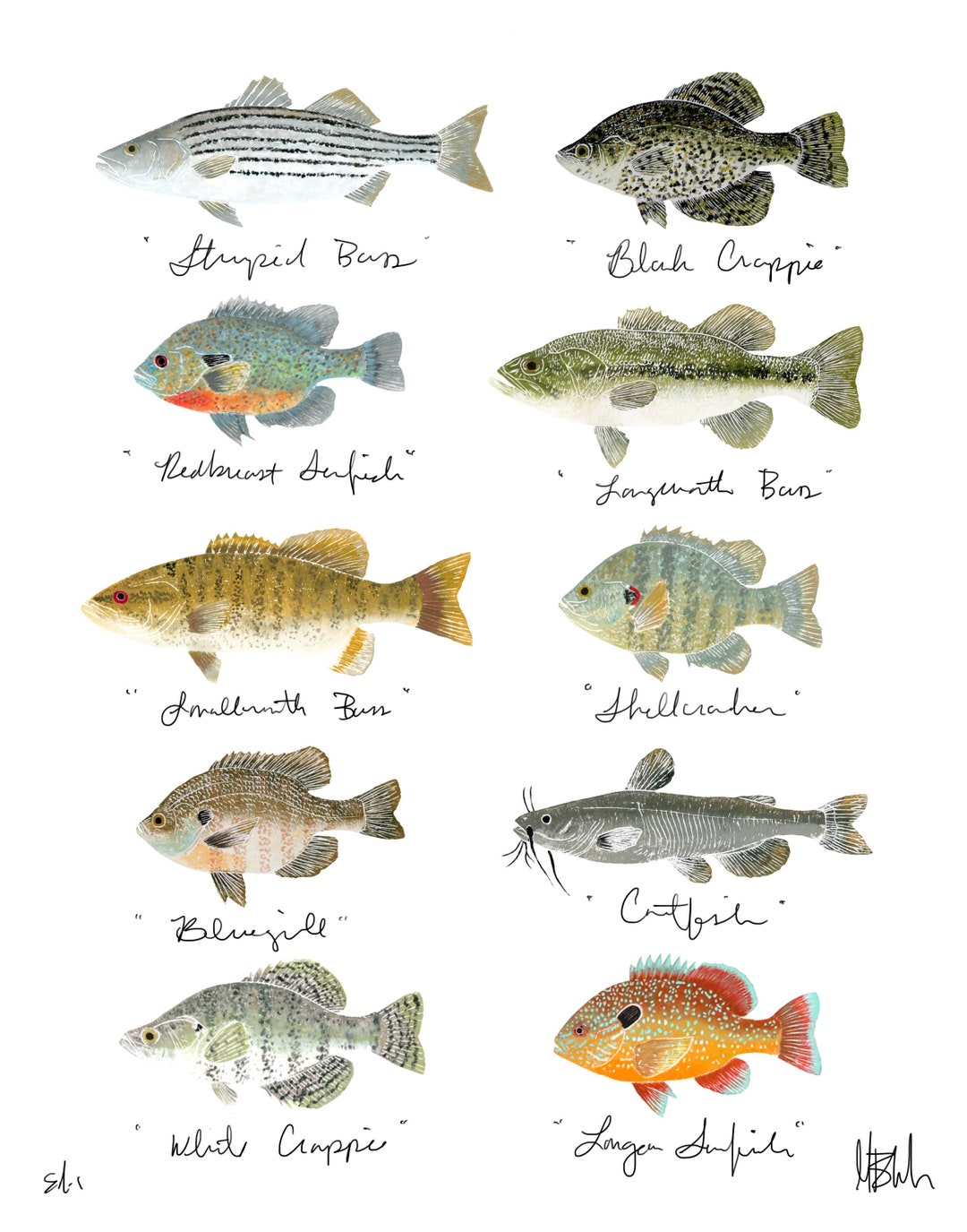 Freshwater Fish Print - Etsy
