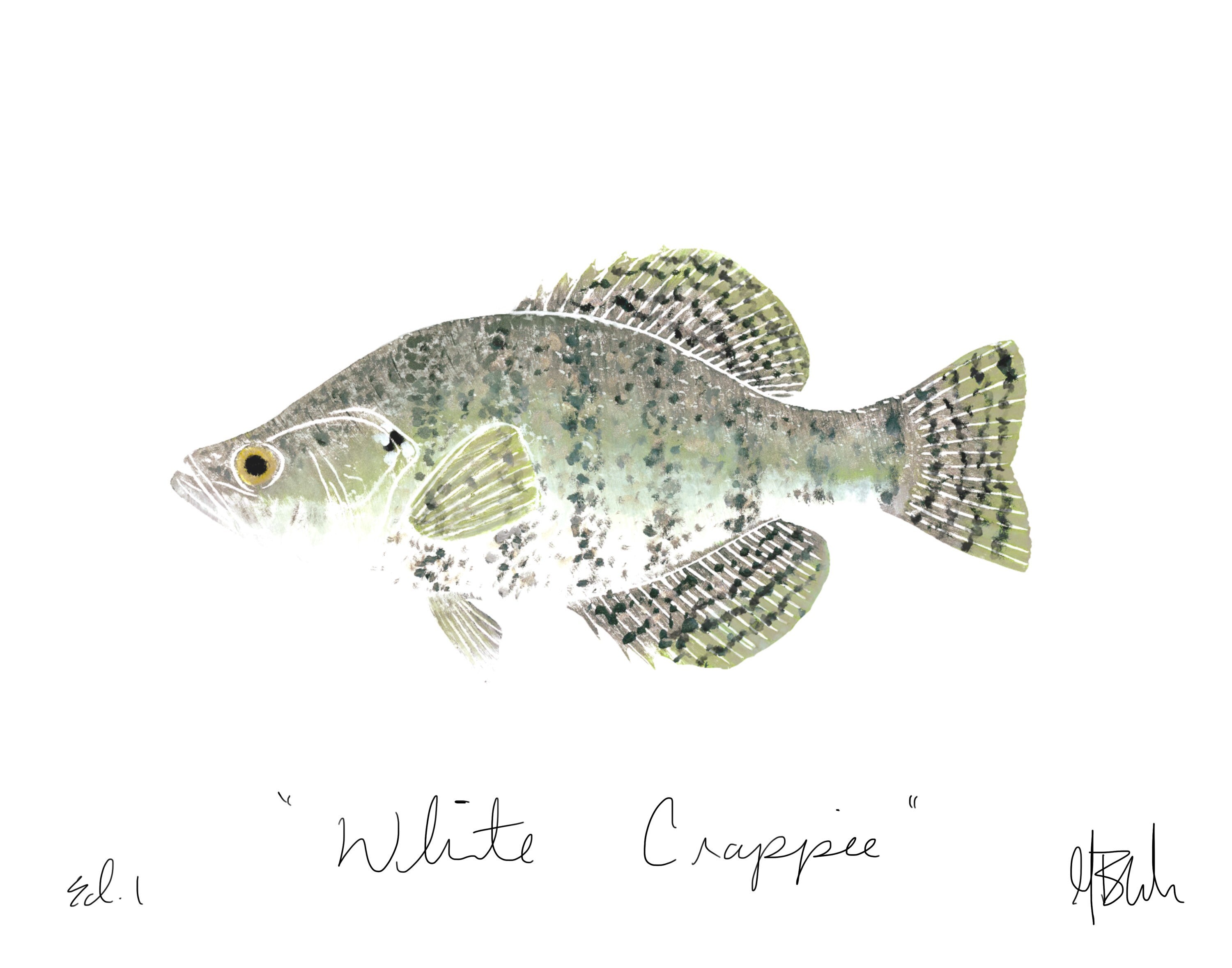 White Crappie