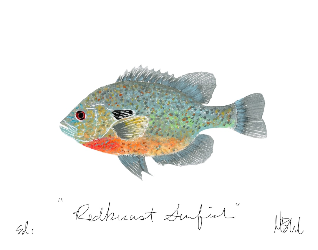Redbreast Sunfish - Etsy