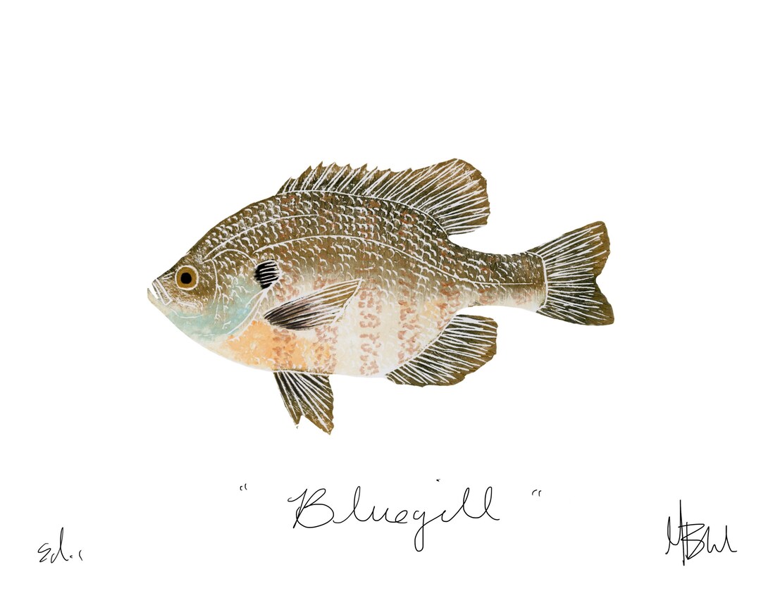 Bluegill Print - Etsy