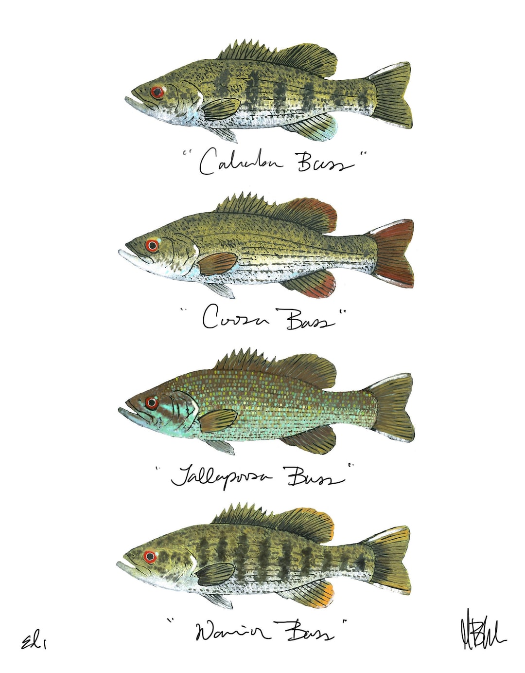 Mobile Basin Redeye Bass Slam - Etsy