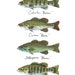Saltwater Fish Print - Etsy