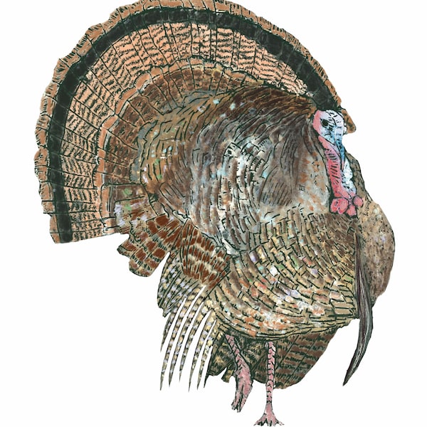 Wild Turkey Prints - Etsy