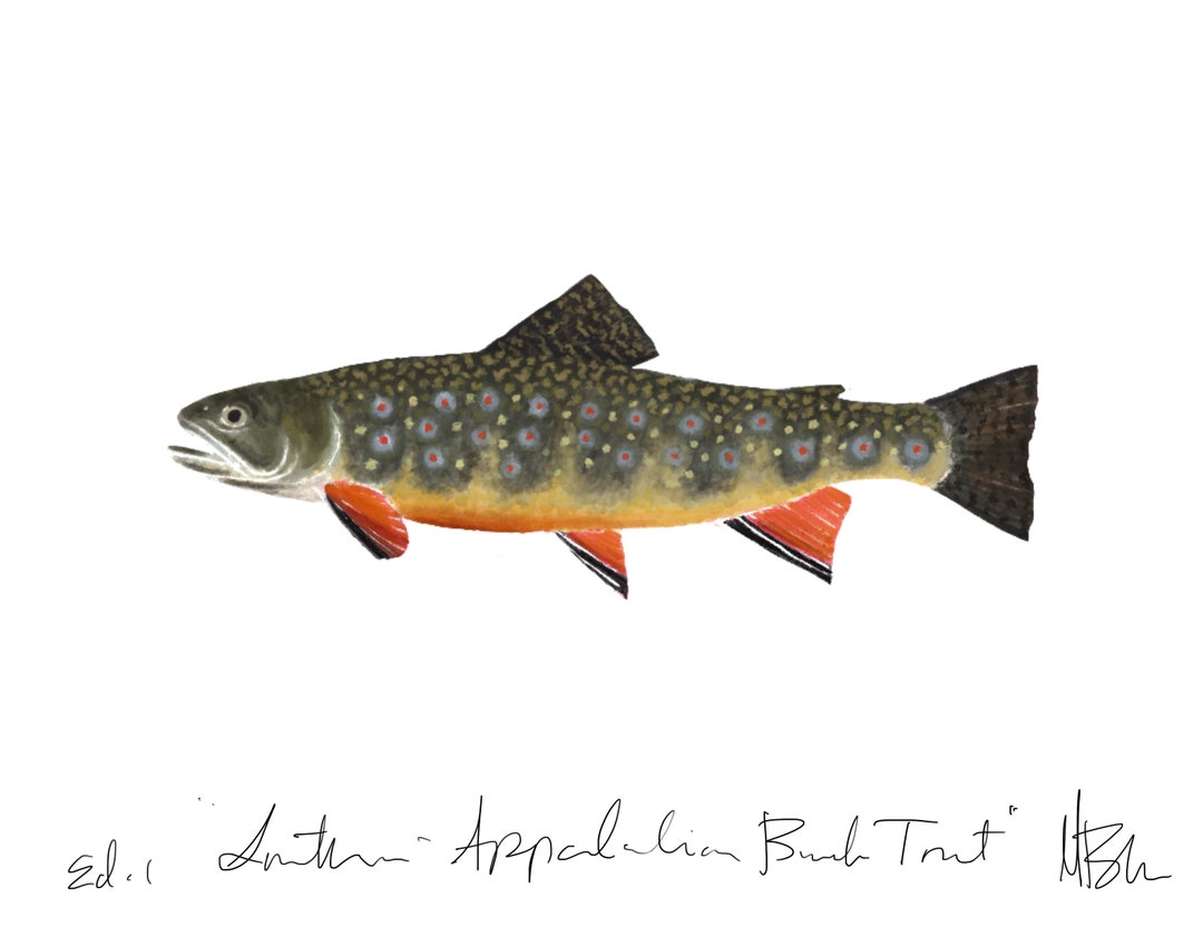 Southern - Appalachian Brook Trout Print - Etsy