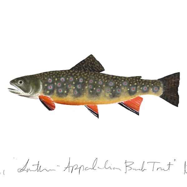 Trout Print - Etsy