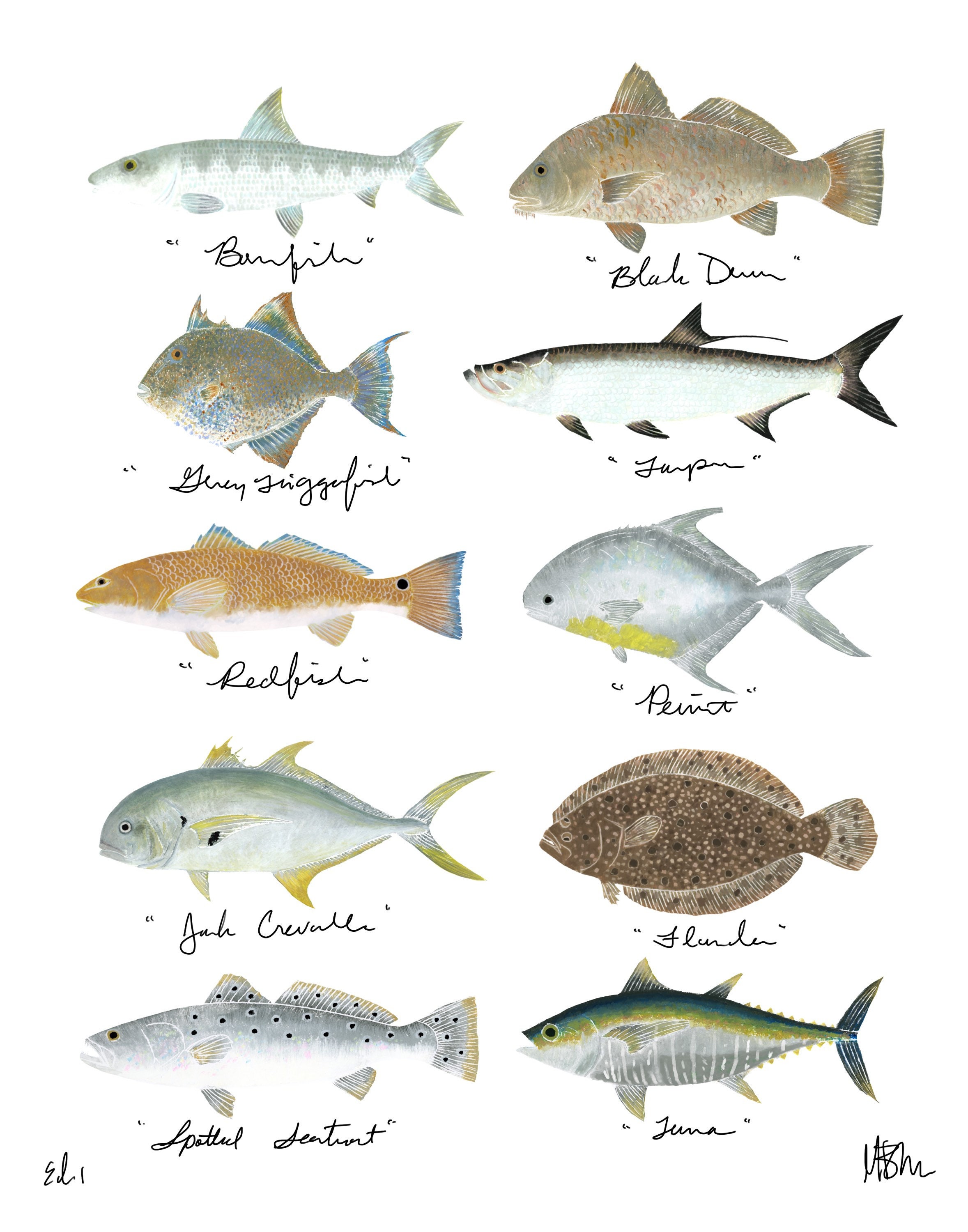Different Types Of Saltwater Fish
