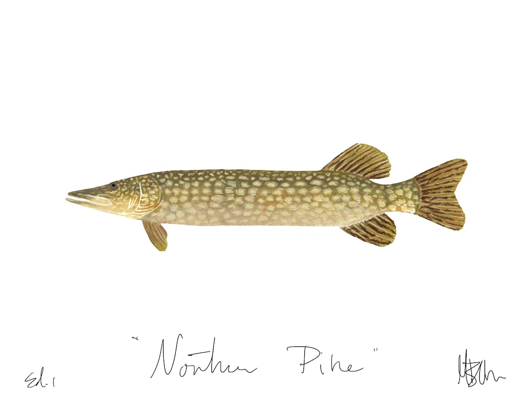 Northern Pike Print - Etsy