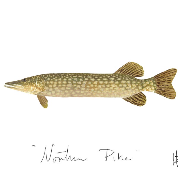 Northern Pike - Etsy