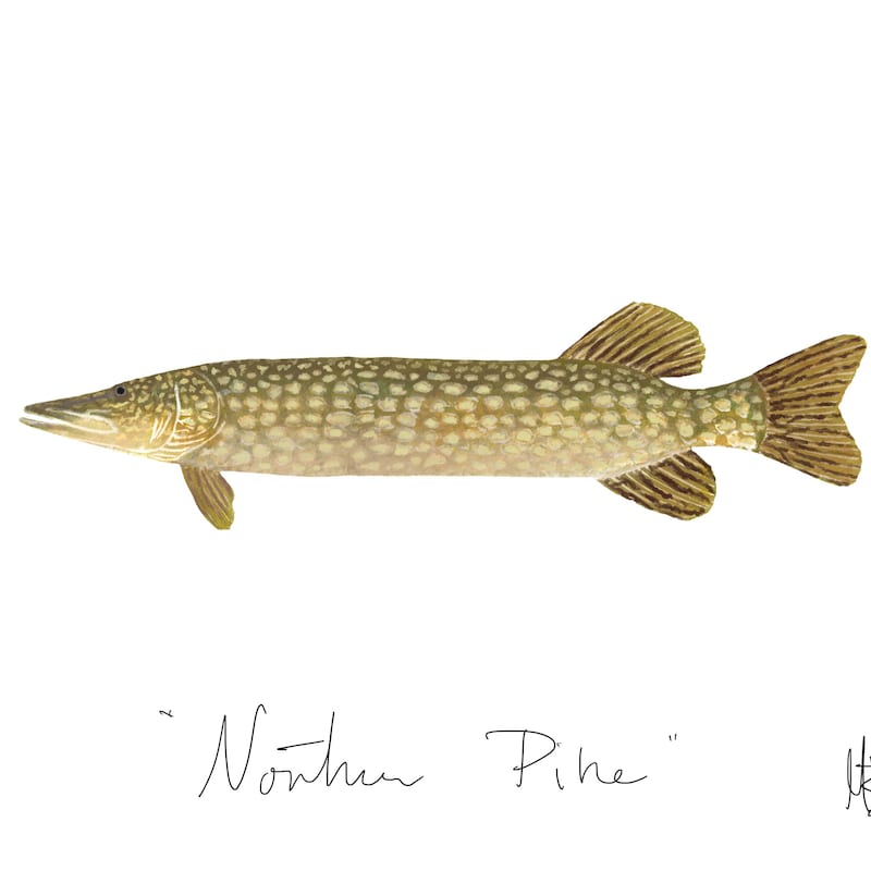 Northern Pike - Etsy