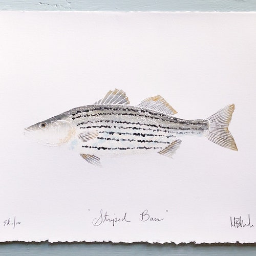 Striped Bass Fish Art Print Fish Illustration Giclee Print - Etsy