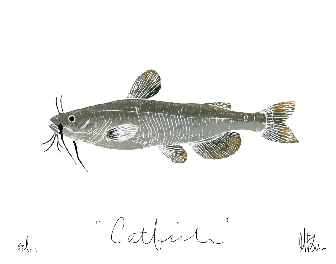 Catfish Print - Etsy