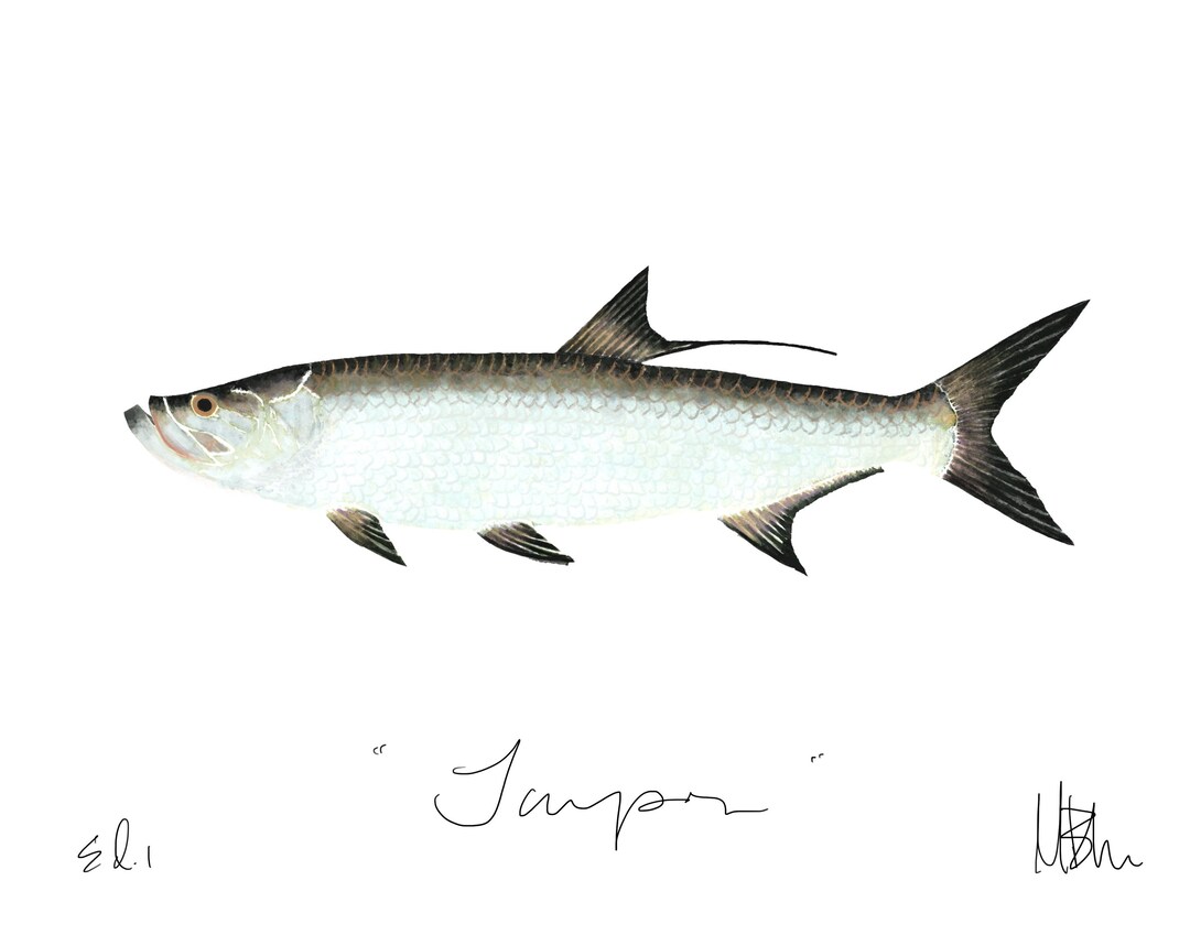 Tarpon Print - Etsy