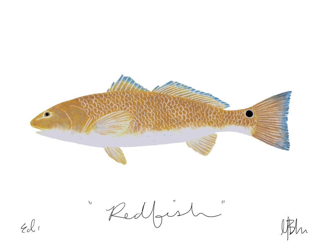 Redfish Print - Etsy
