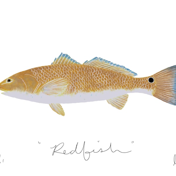 Redfish Art - Etsy