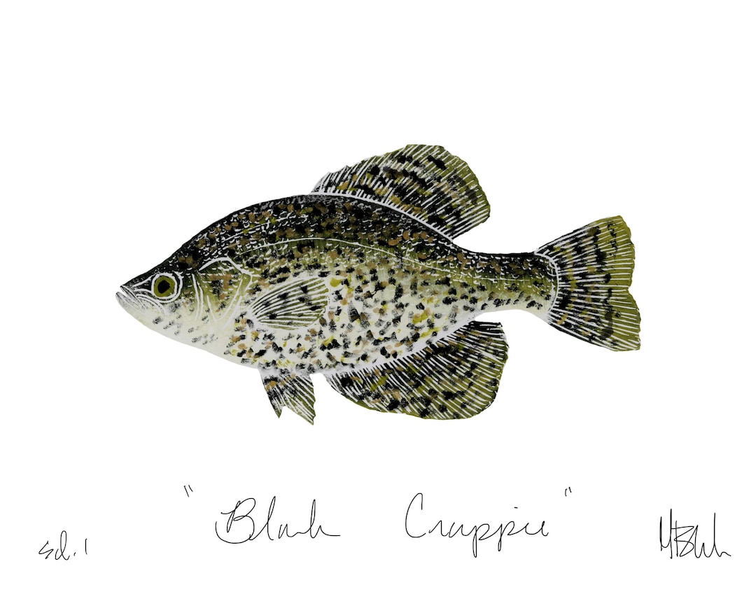 Black Crappie Print - Etsy