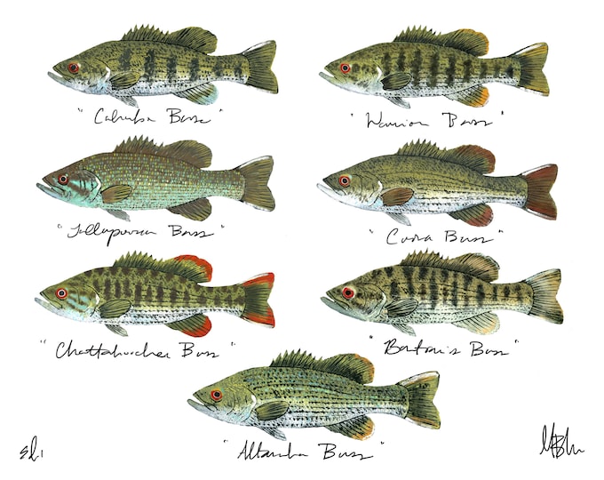 Redeye Bass Slam Print - Etsy