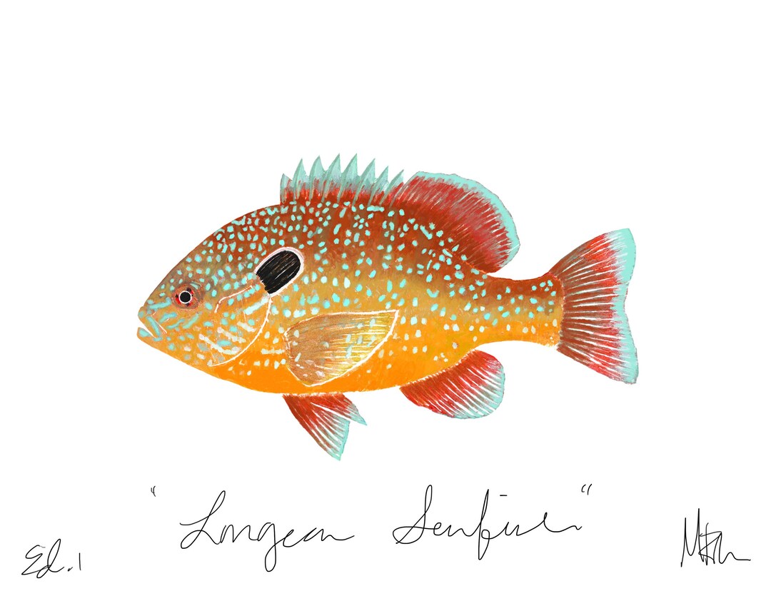 Longear Sunfish Print - Etsy