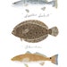 Freshwater Fish Print - Etsy