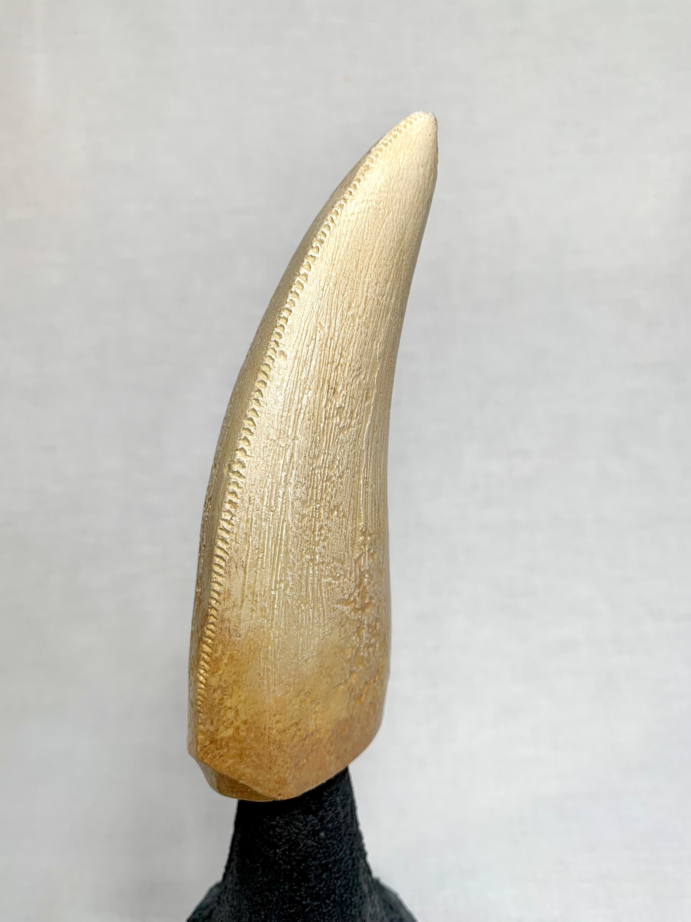 Tyrannosaurus Rex Tooth 1:1 Prop Replica Jurassic Park the - Etsy