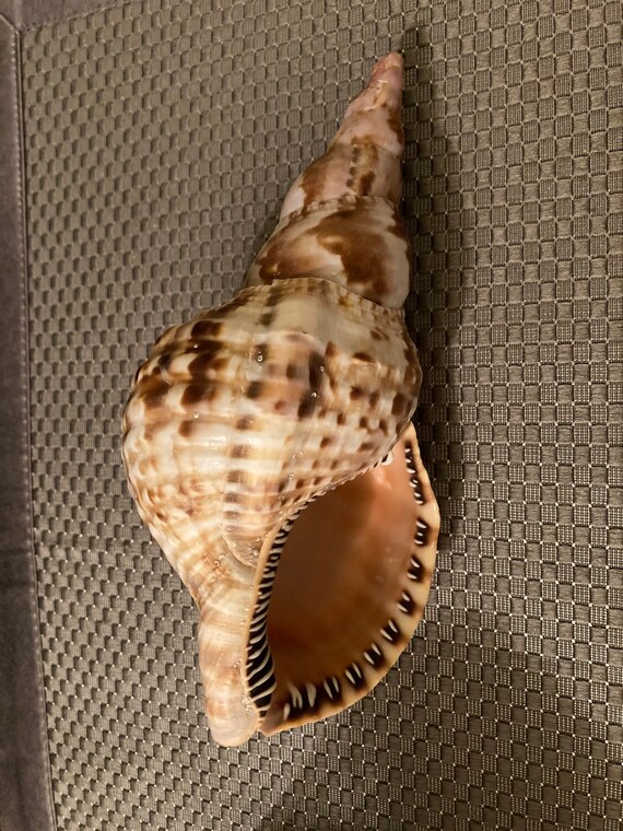 Charonia Tritonis Triton Trumpet Sea Shell 7.5 Inches Long - Etsy