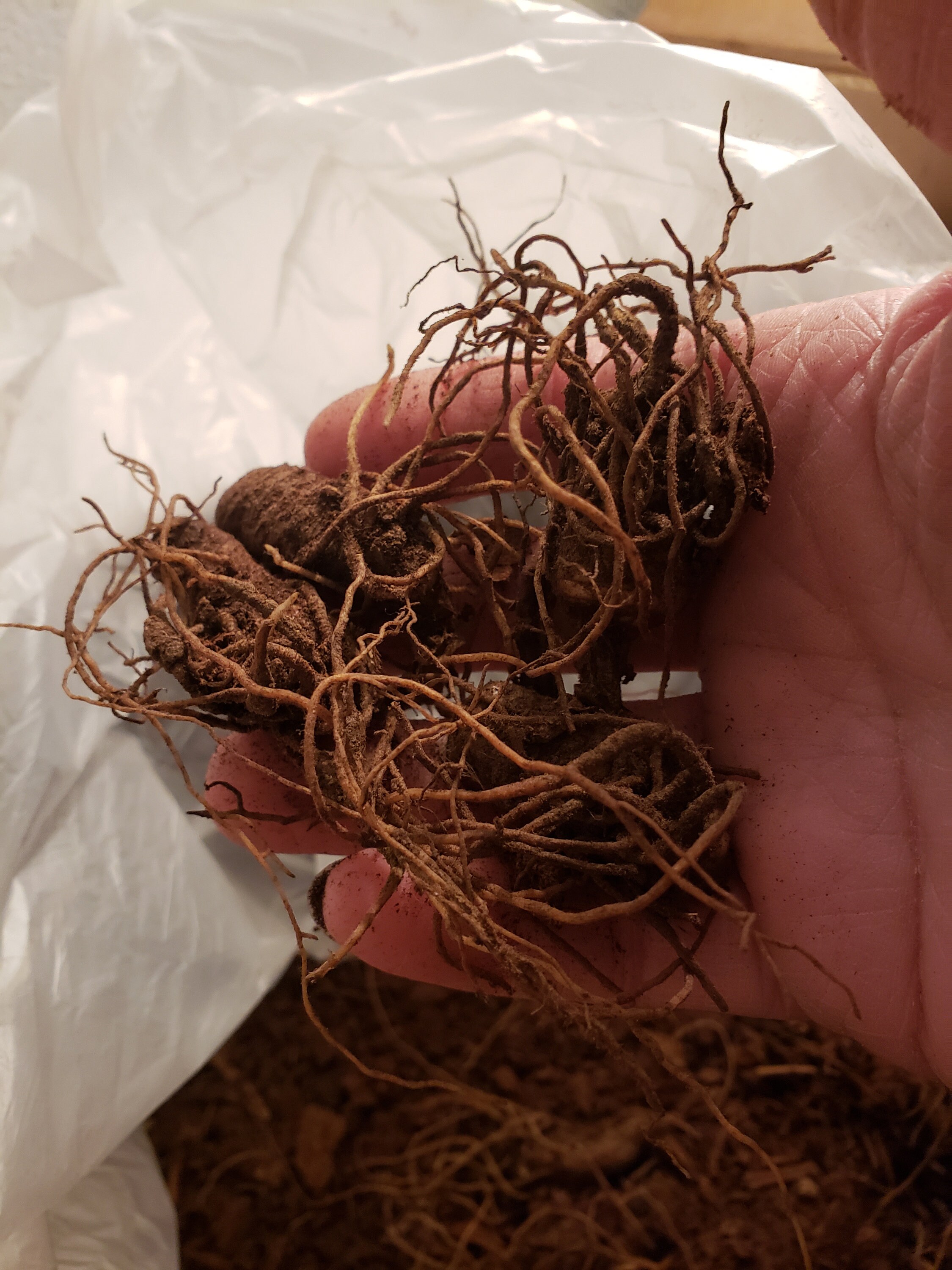 Yellow Trillium 5 Bare Root - Etsy