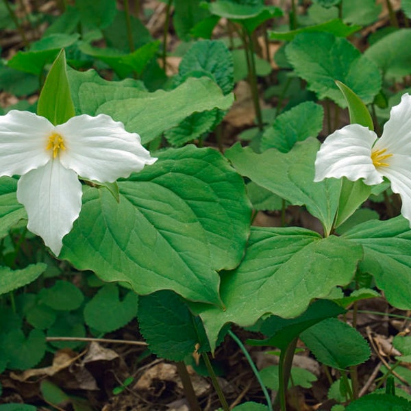 White Trillium Plants - Etsy
