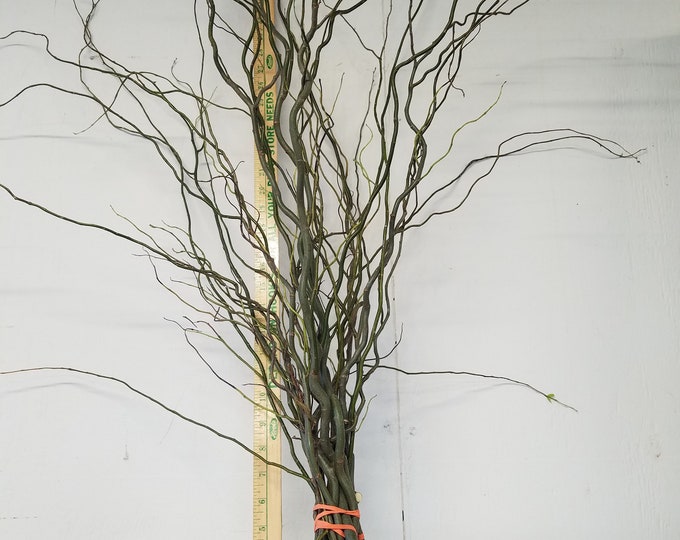 Curly Willow Branches 2-4 Ft. - Etsy