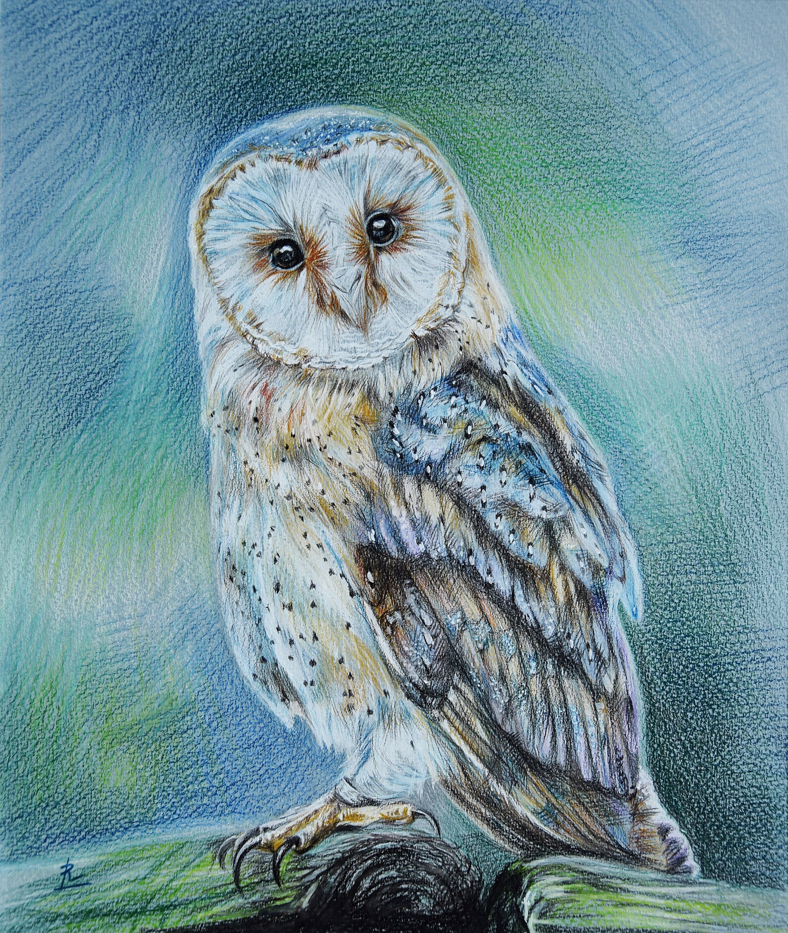 Original hand drawn Barn Owl colored pencils drawing birds | Etsy