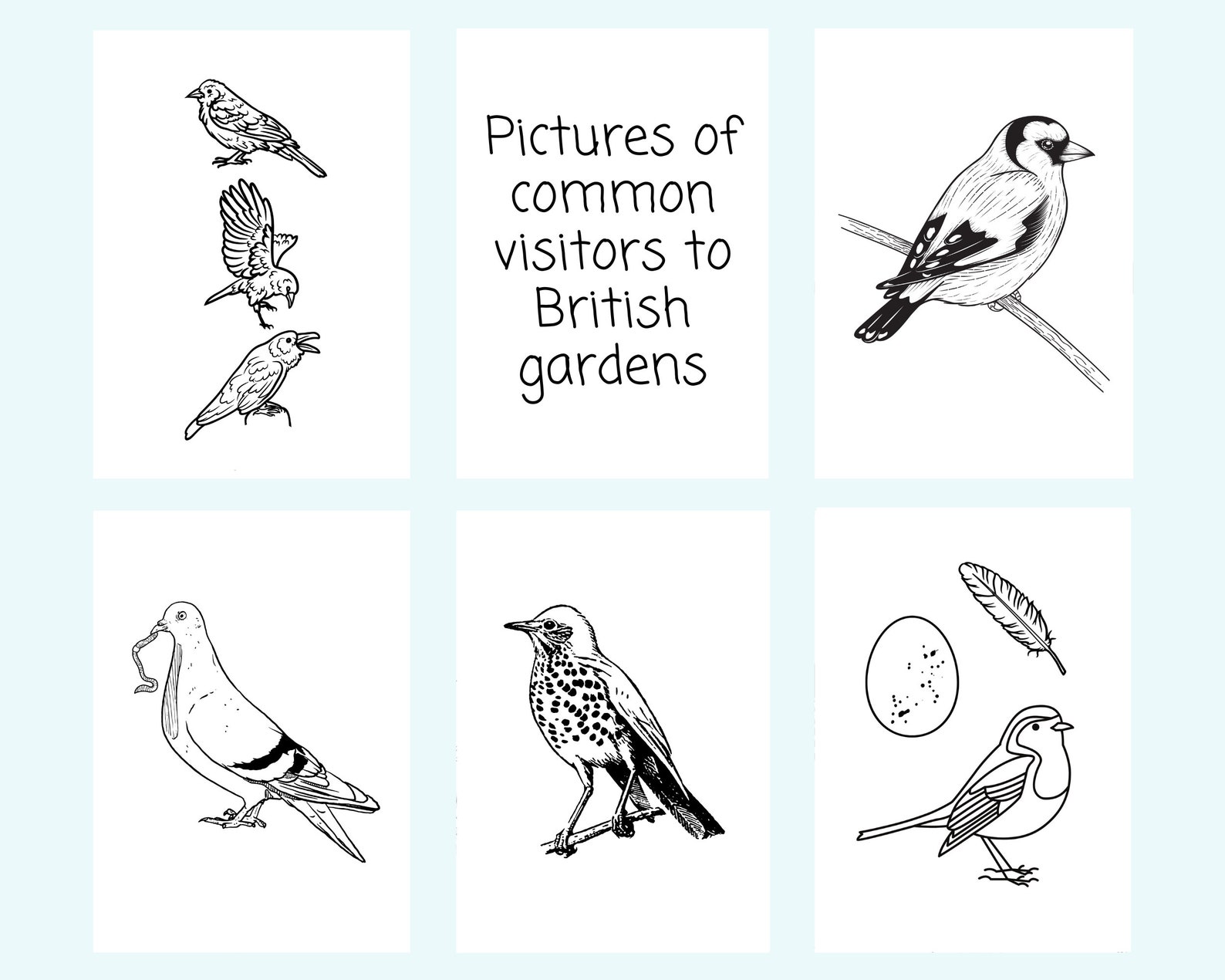 Garden Bird Colouring Pages | Native British Birds Colouring Sheets ...