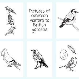 Garden Bird Colouring Pages | Native British Birds Colouring Sheets ...