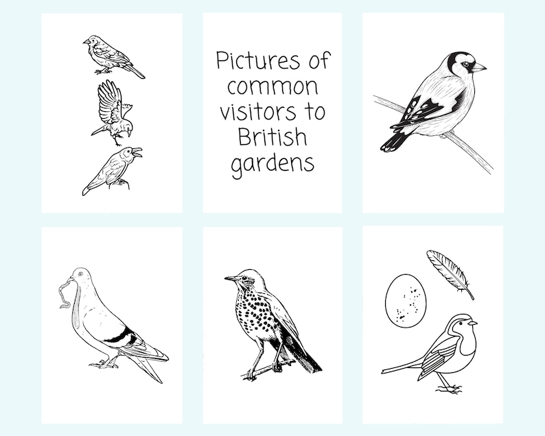 Garden Bird Colouring Pages | Native British Birds Colouring Sheets ...