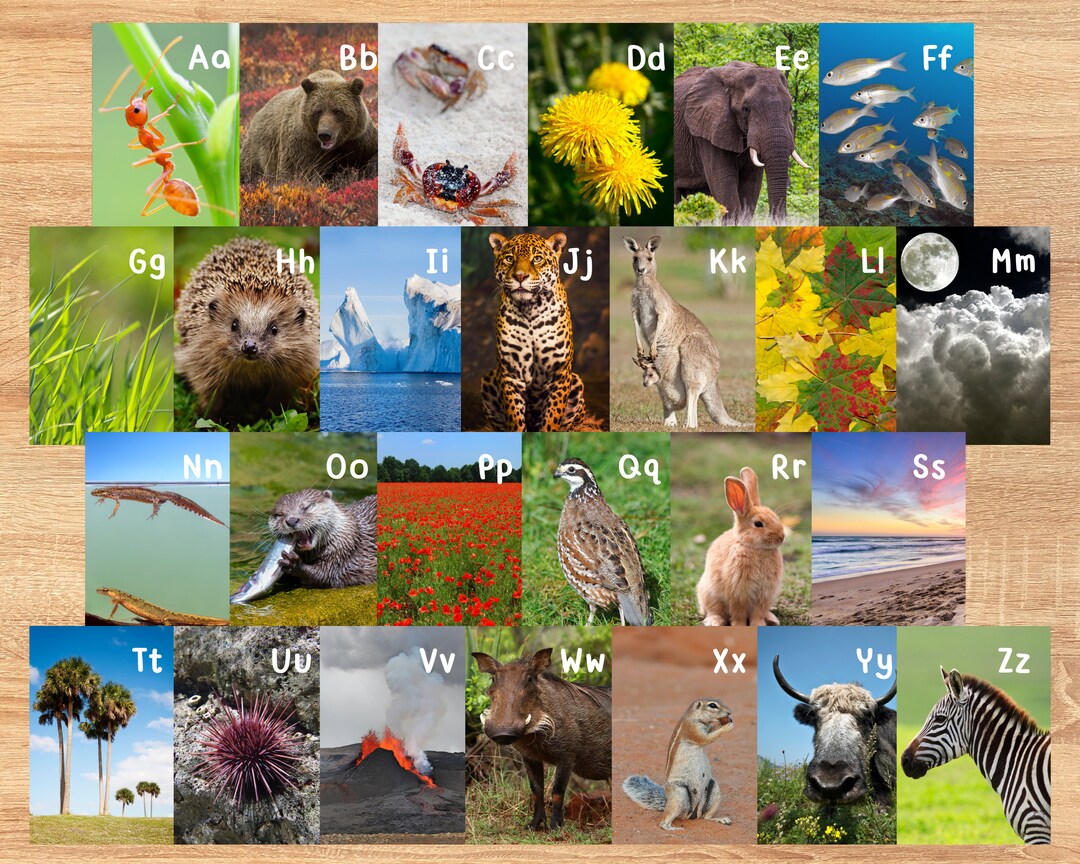 Natural World Alphabet Posters | Montessori Reggio Animals Nature Photo ...