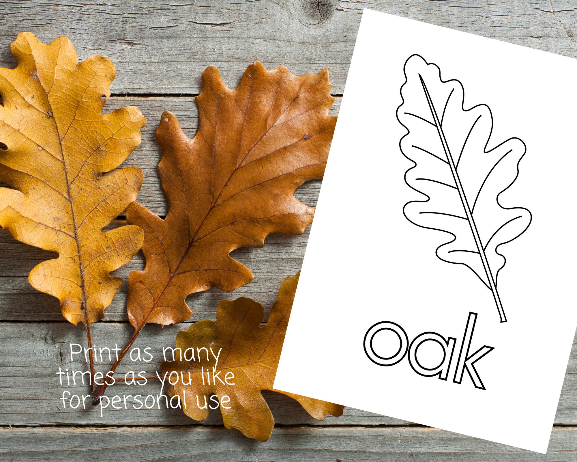 Tree Leaf Colouring Pages Forest School Colouring Sheets Instant ...