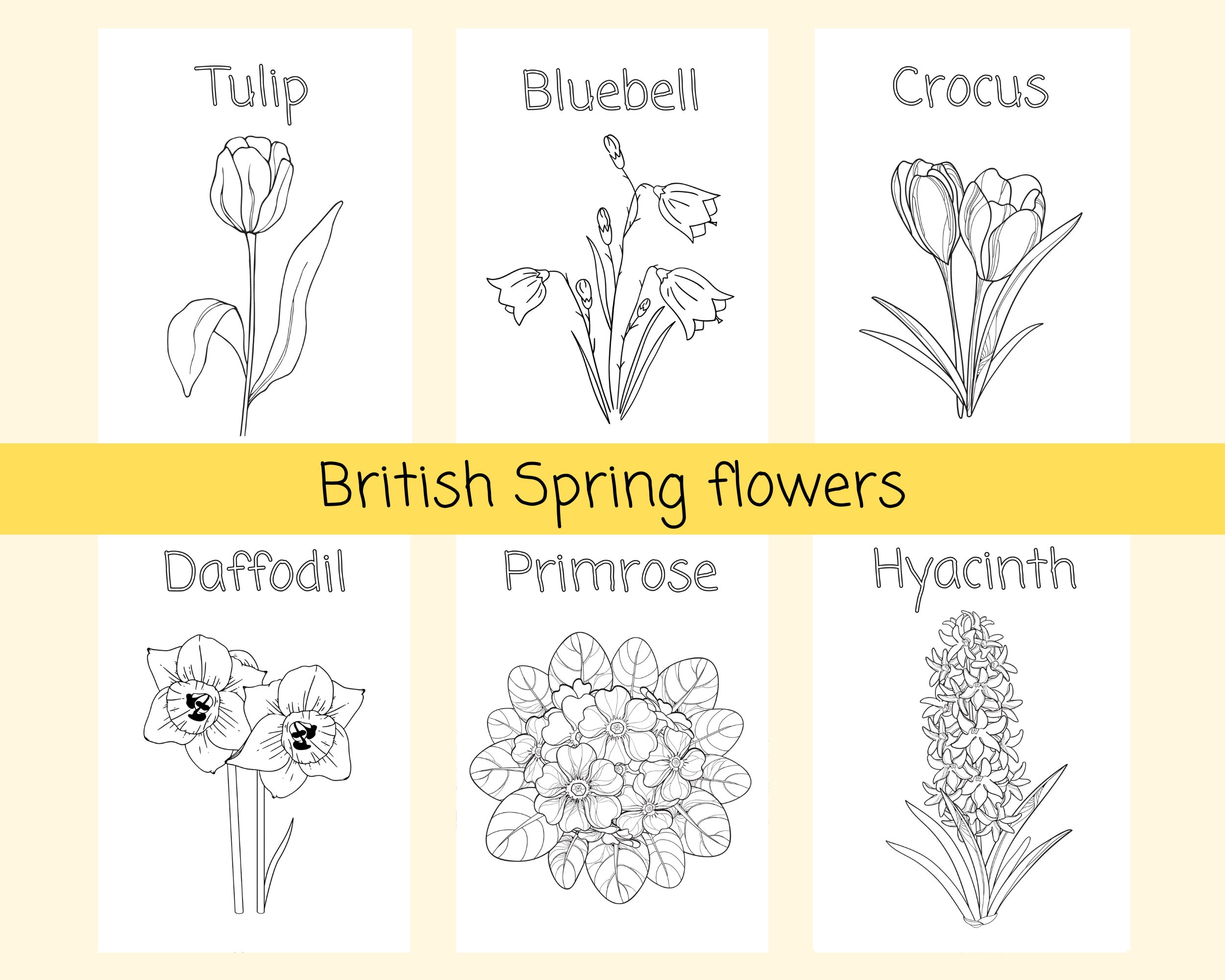 Spring Flower Colouring Pages | Daffodil, Tulip, Primrose, Hyacinth ...