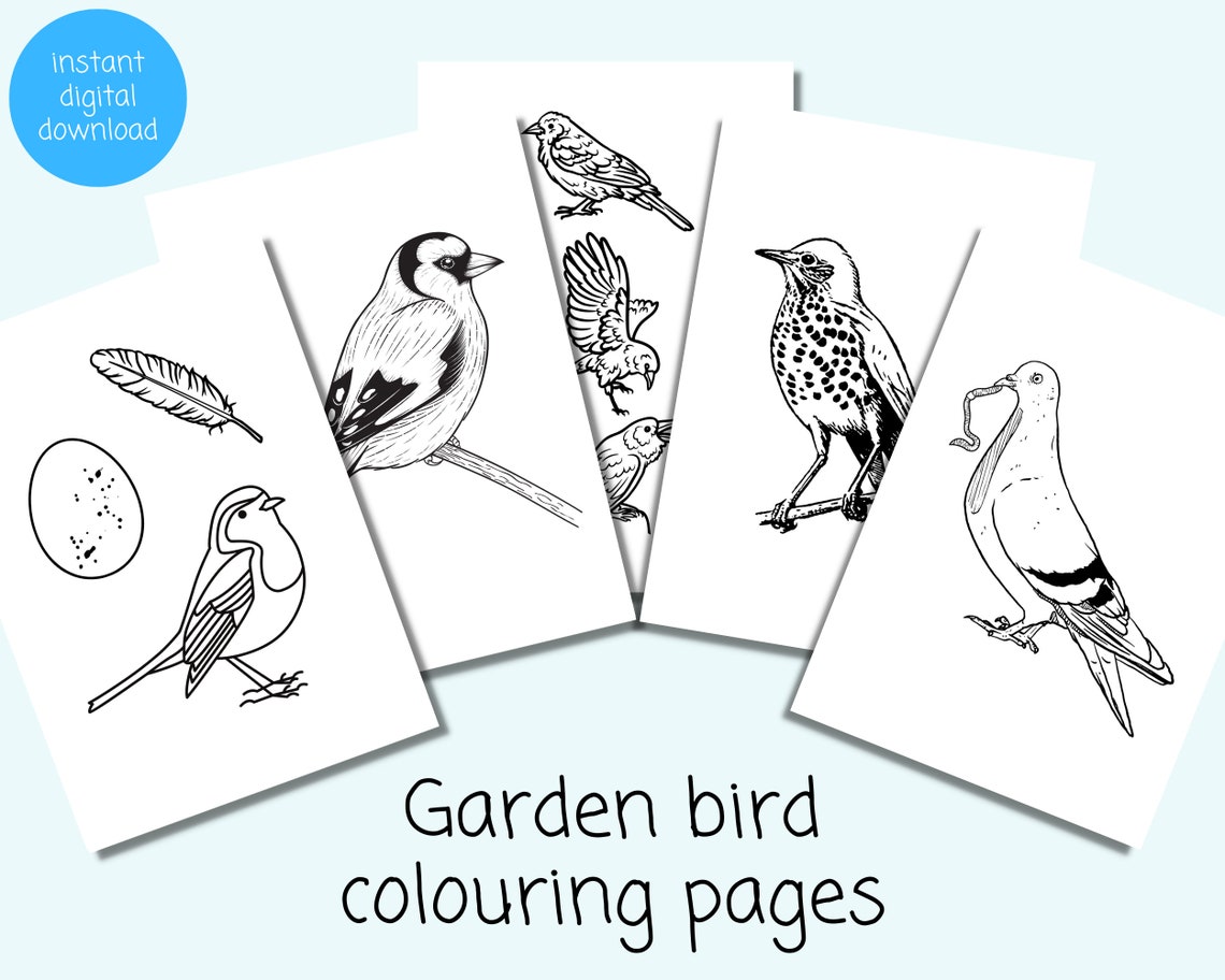 Garden Bird Colouring Pages | Native British Birds Colouring Sheets ...