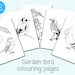 Garden Bird Colouring Pages | Native British Birds Colouring Sheets ...