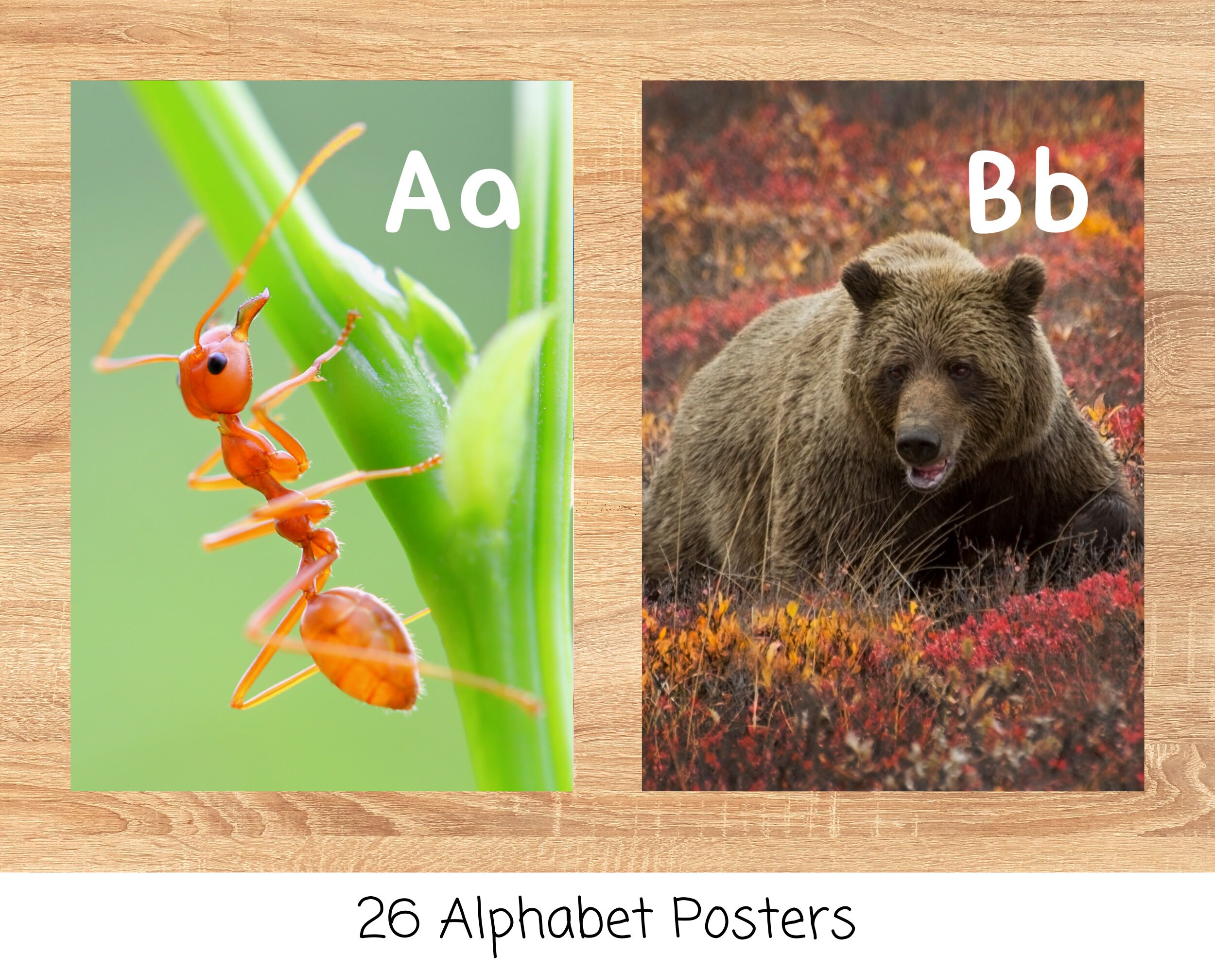 Natural World Alphabet Posters | Montessori Reggio Animals Nature Photo ...