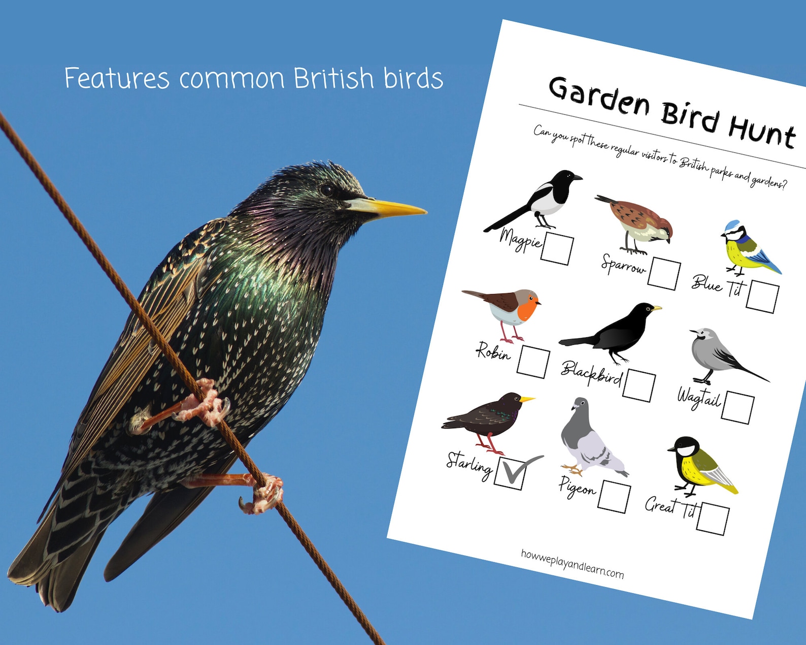 Bird Hunt Printable for Kids | I-spy of Common British Garden Birds - Etsy