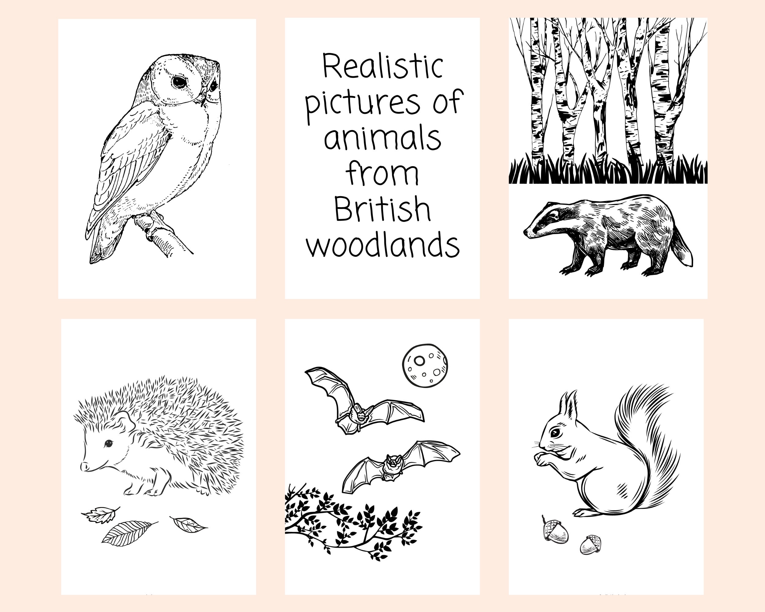 Woodland Animal Colouring Pages British Nature Printable - Etsy UK