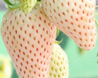 Wild Strawberry Baron Fruit Seeds/fragaria Vesca - Etsy