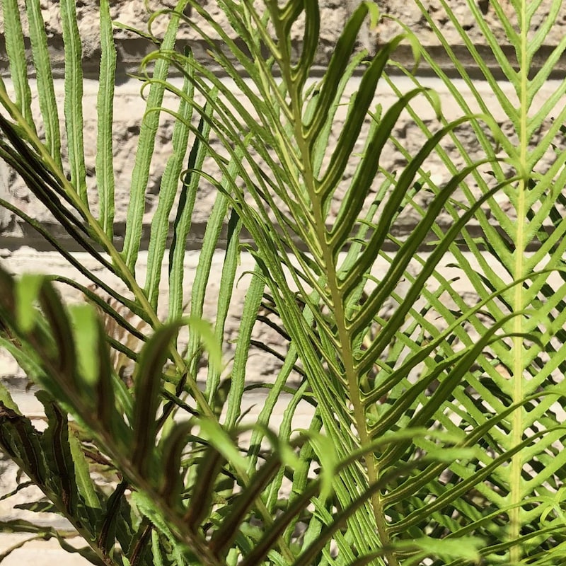 Dwarf Tree for the Shade - Etsy