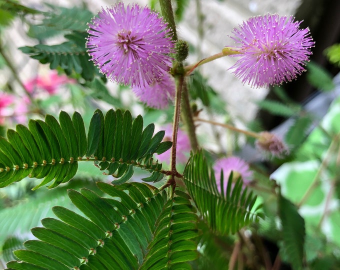 10 Mimosa Pudica Sensitive Plant Seeds - Etsy