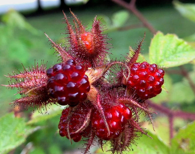 10 Japanese Wineberry Seeds also Known as Loganberry, Western ...