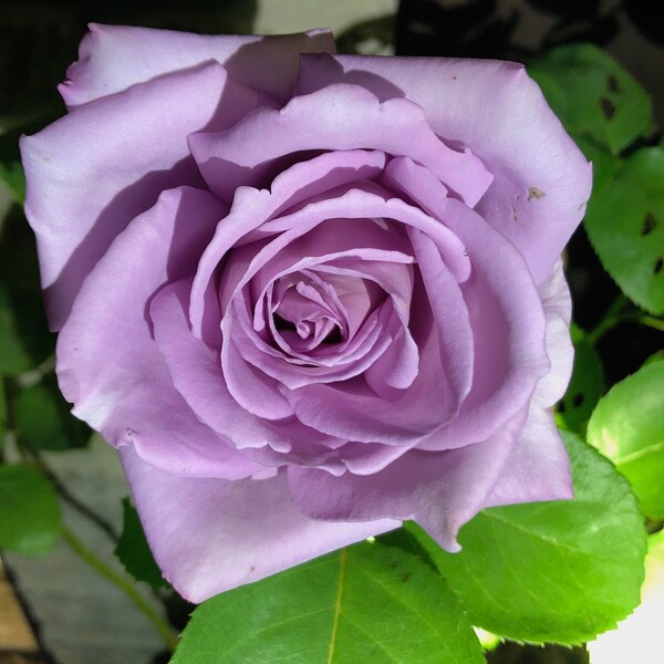 Purple Rose Bush Seeds - Etsy