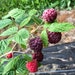 50 Purple Raspberry Seeds rubus Neglectus - Etsy