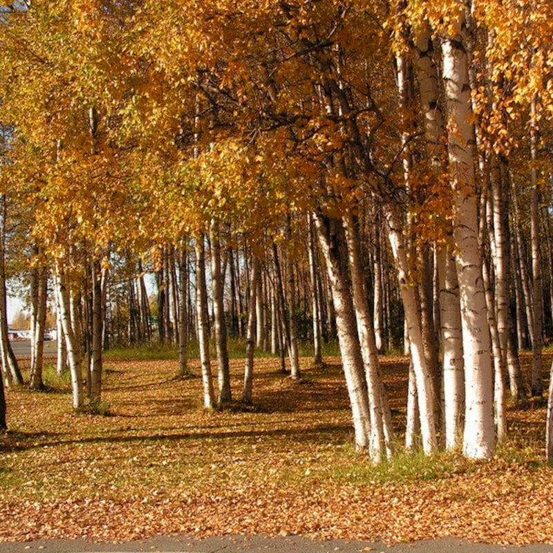 White Berry Birch - Etsy