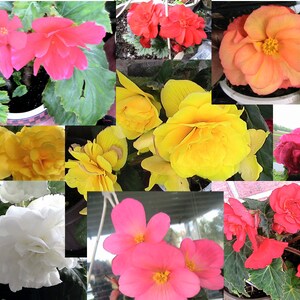 3 Pack Begonia Seeds Gift Bundle - Tuberous, Angel Wing, Wax - Etsy