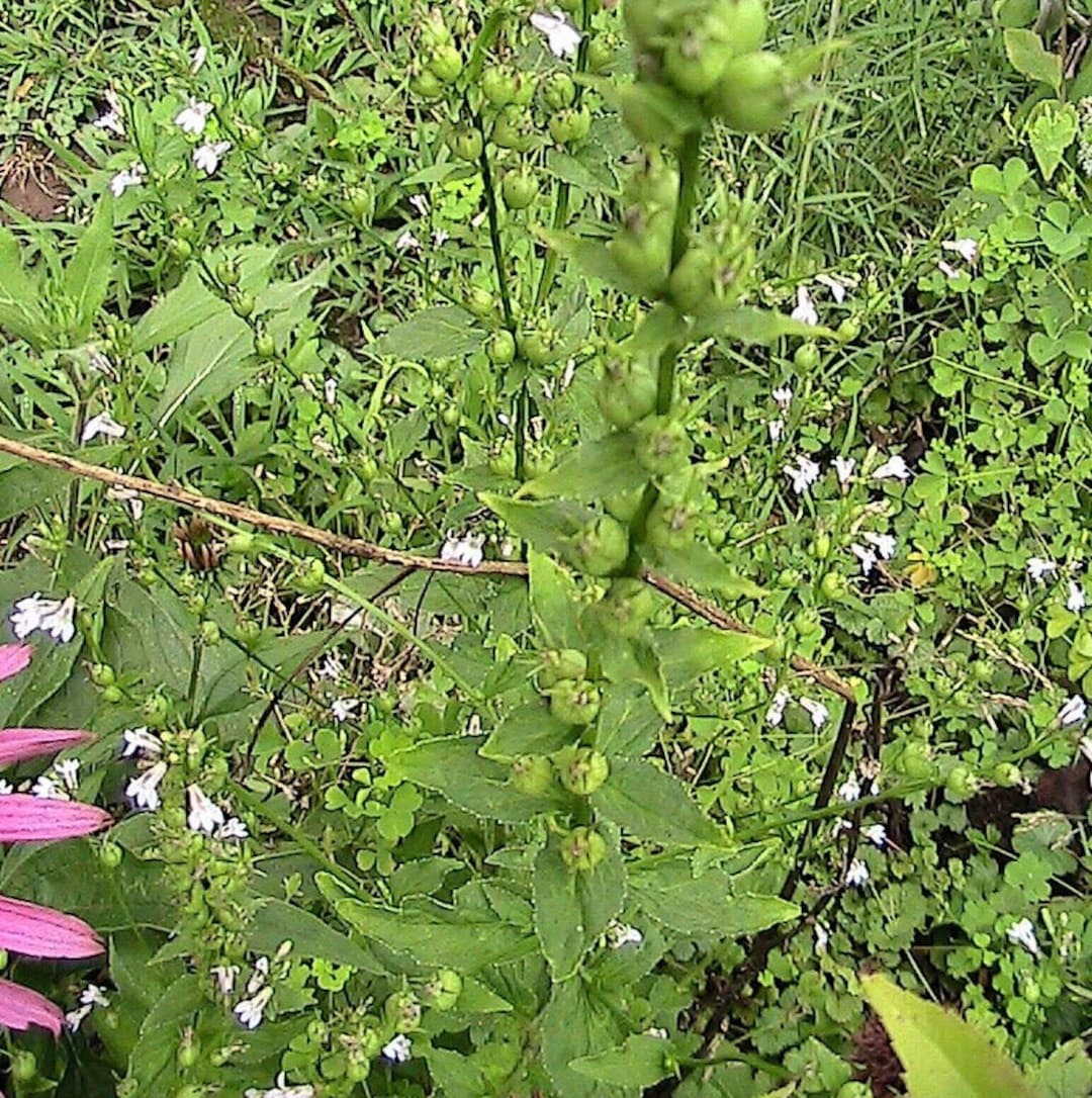 25 Lobelia Inflata Seeds - Etsy