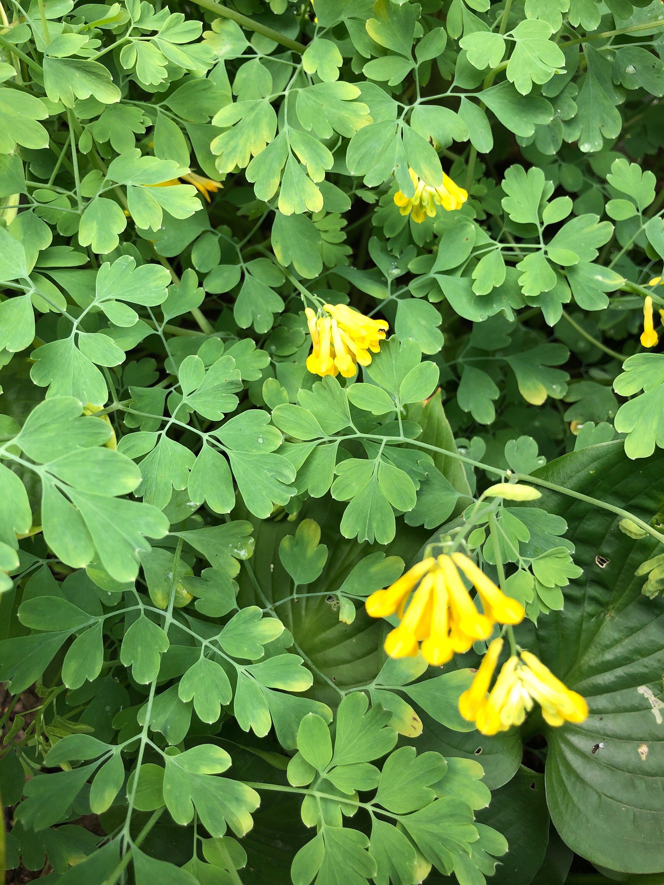 10 Yellow Bleeding Hearts Flower Seeds -corydalis Lutea - Etsy